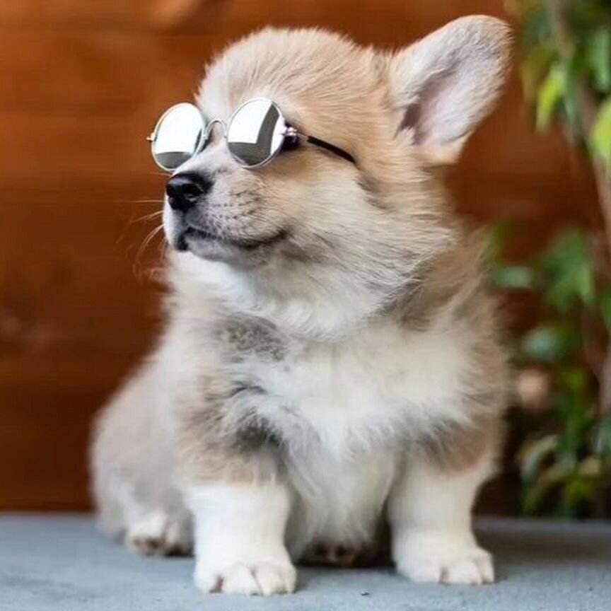 Вельш Корги Пемброк, щенок