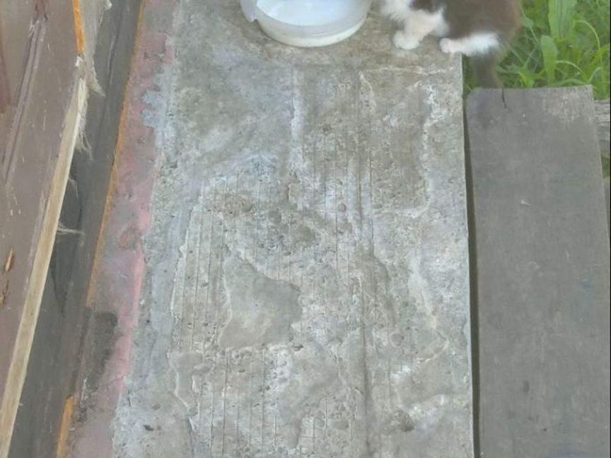 Котята в хорошие добрые руки