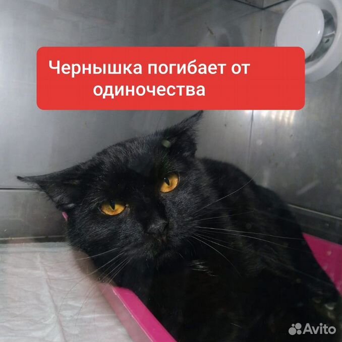 Погибает от тоски, сидя в тесном боксе клиники