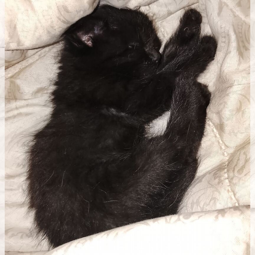 Котёнок в добрые руки