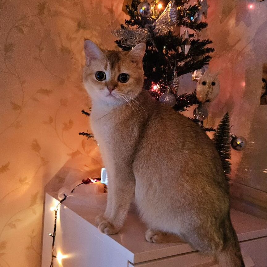 Ищем кота для кошки