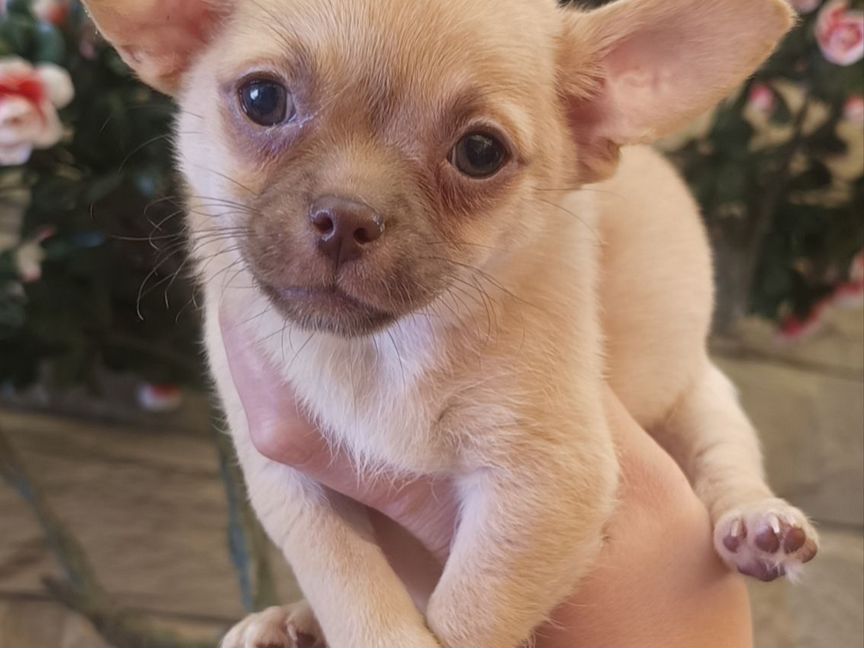 Чихуахуа мальчик Персик