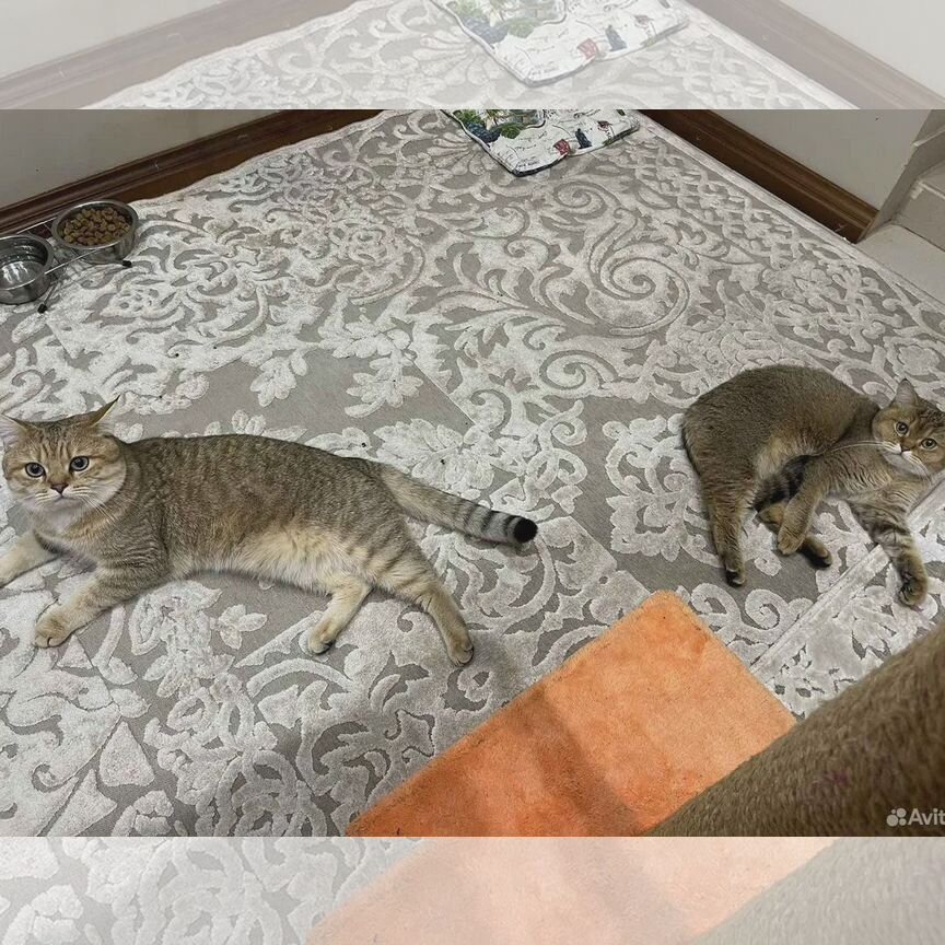 Британский длинношёрстный котёнок