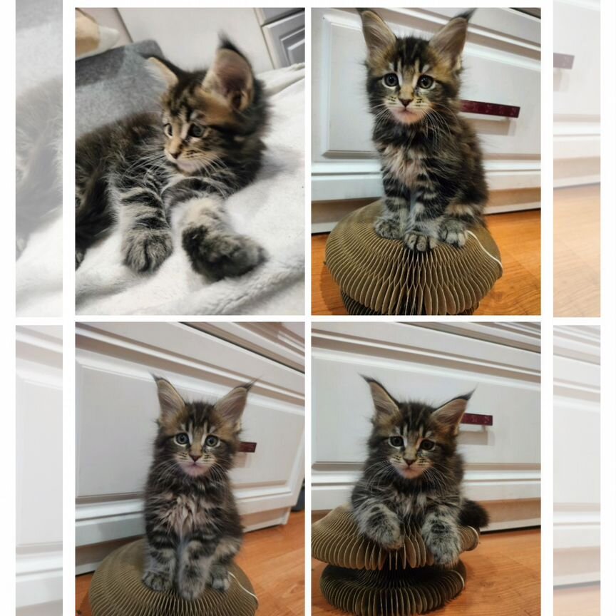 Мейн-кун котёнок