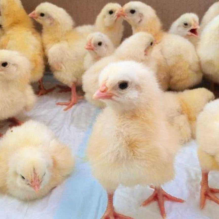 Цыплята бройлеры кобб 500