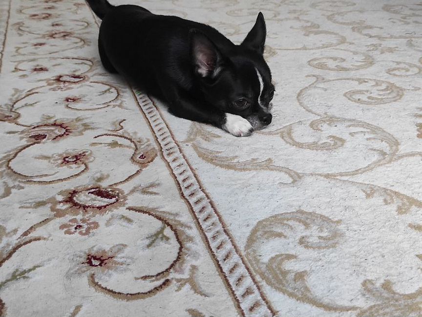 Кобель чихуахуа вязка