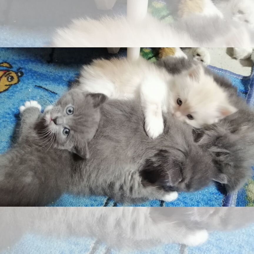 Котята отдам бесплатно
