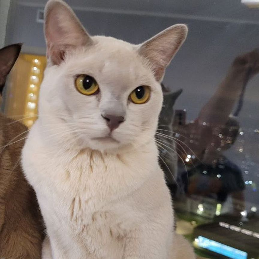 Бурманский котик