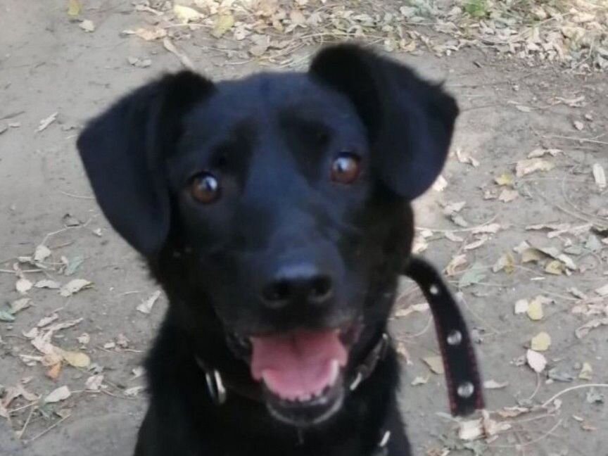 Ласковая собака в добрые руки