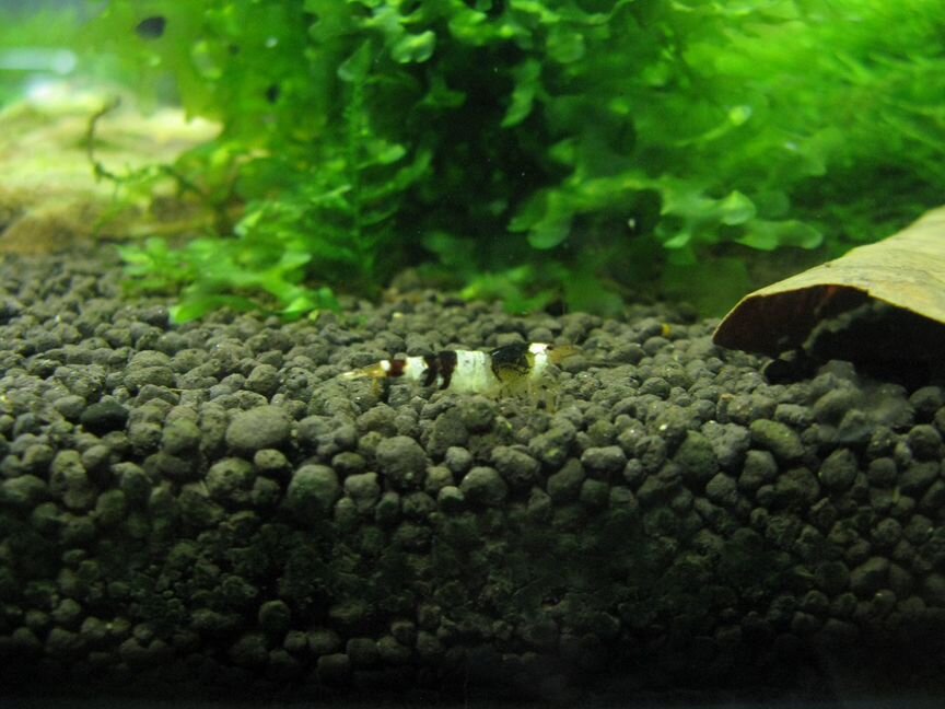 Аквариумные креветки Чёрный Кристалл