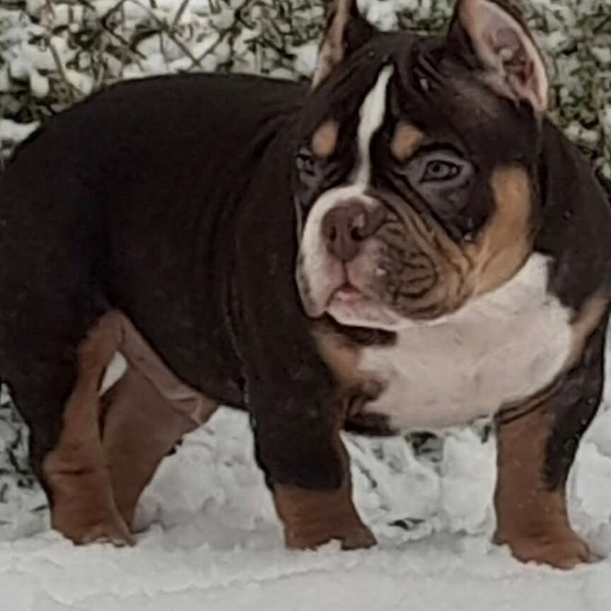 Американский булли, щенок