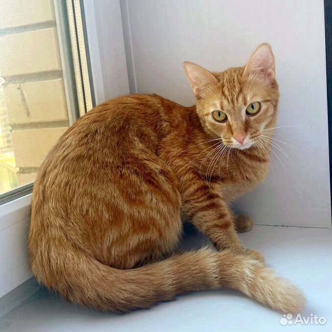 Кот 9 мес
