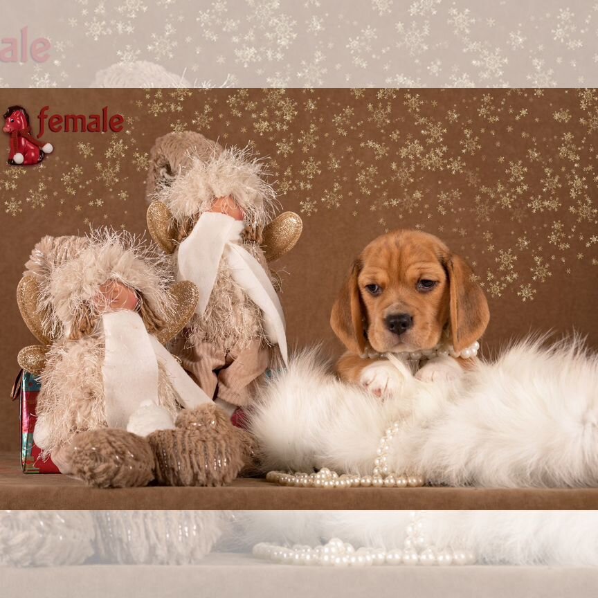 Бигль, щенок