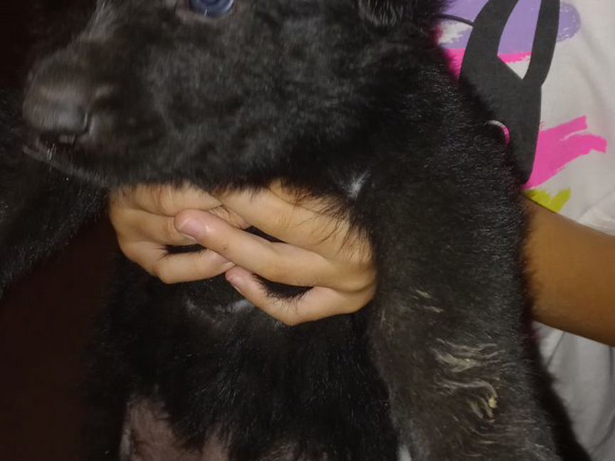 Щенки немецкой овчарки