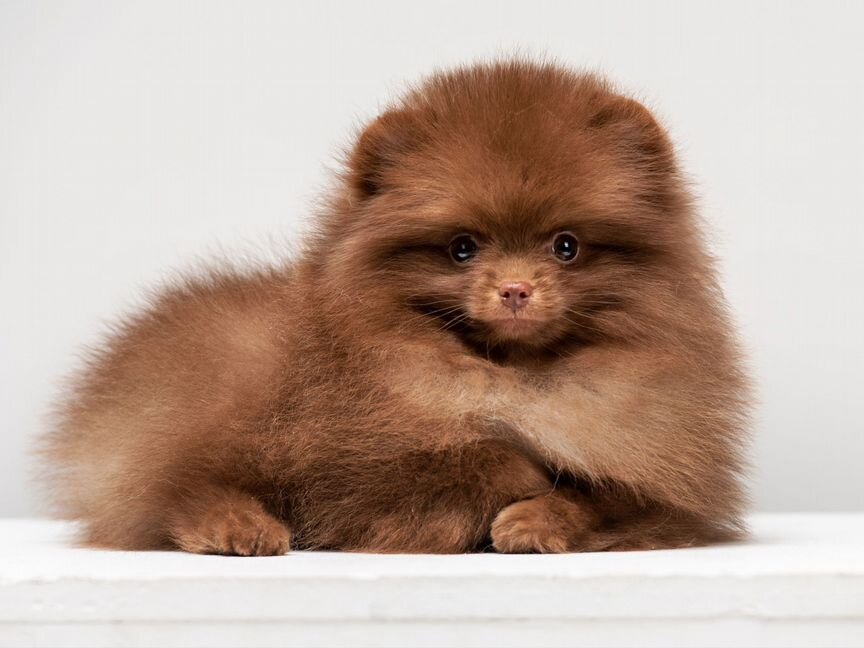Померанский шпиц, шоколадная девочка, 2,5 мес