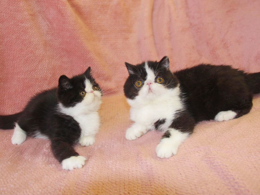Экзотические короткошерстные котята