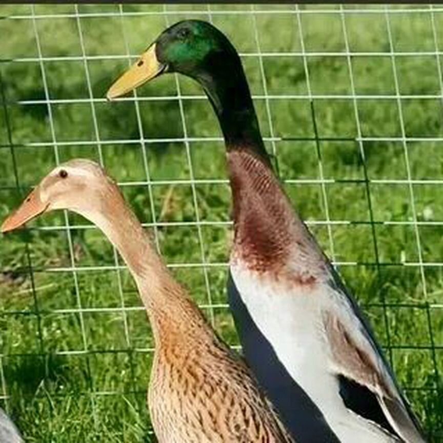 Утки индийский бегунок