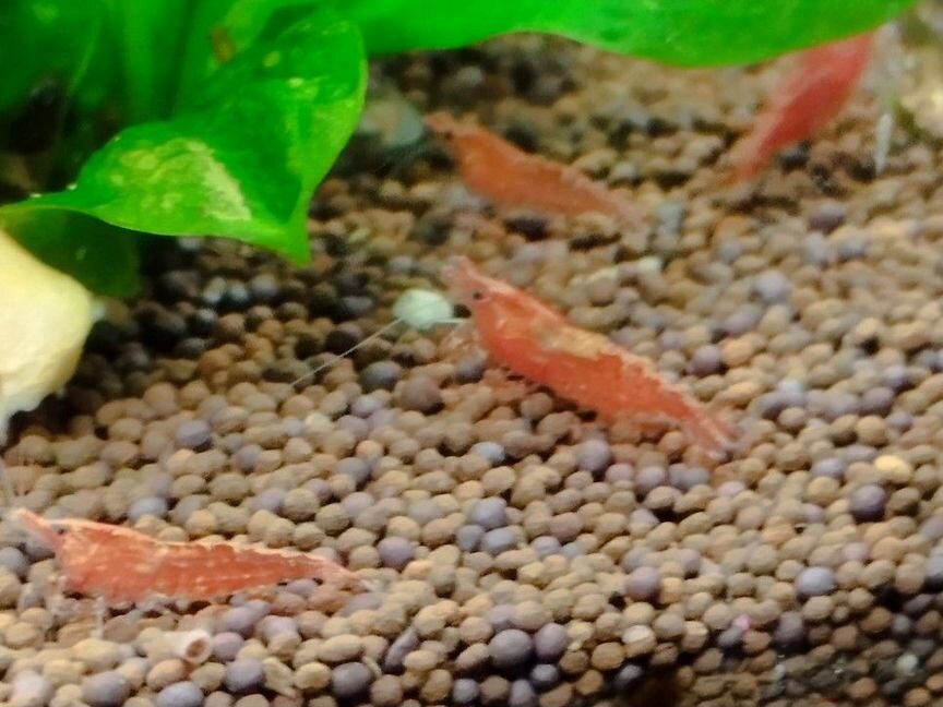 Креветки Вишни и дикий окрас