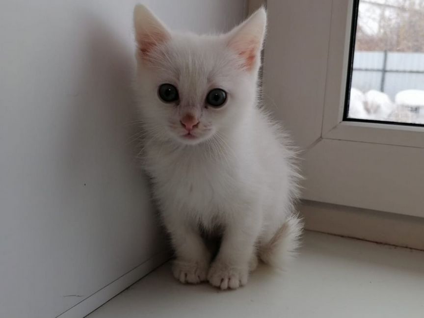 Белый пушистый котенок
