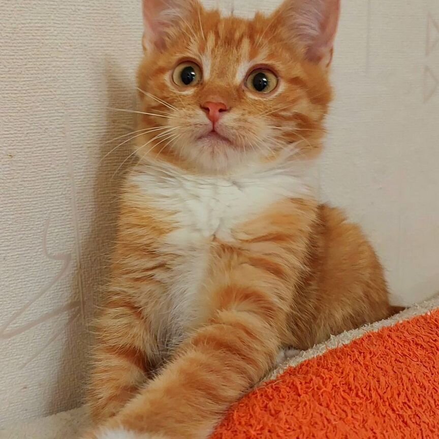 Рыжий малыш 2 месяца