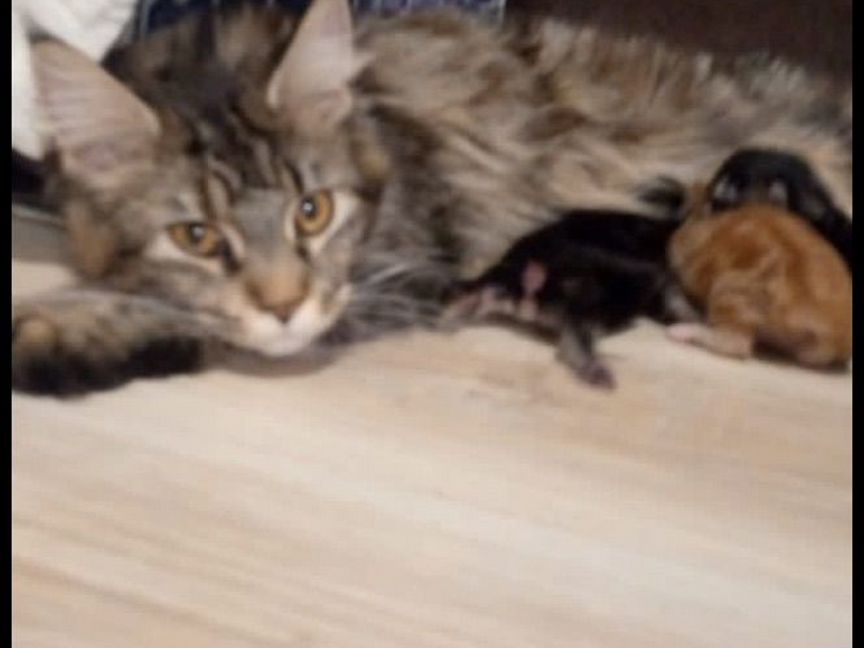 Мейн-кун котята