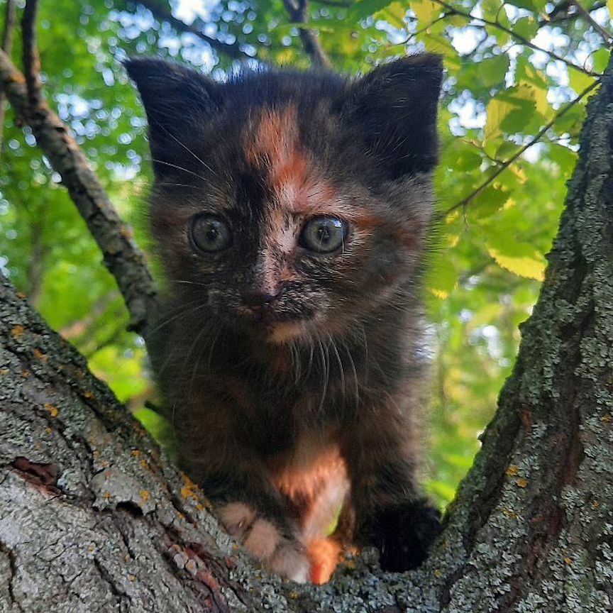 Котёнок в добрые руки