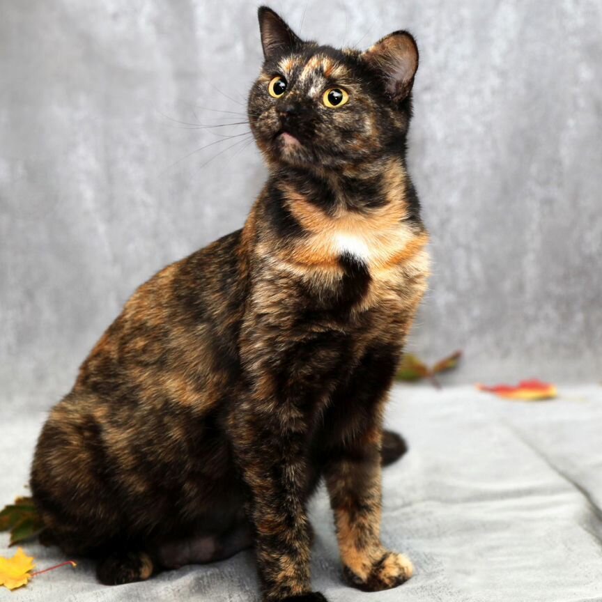 Яркая кошка в добрые руки