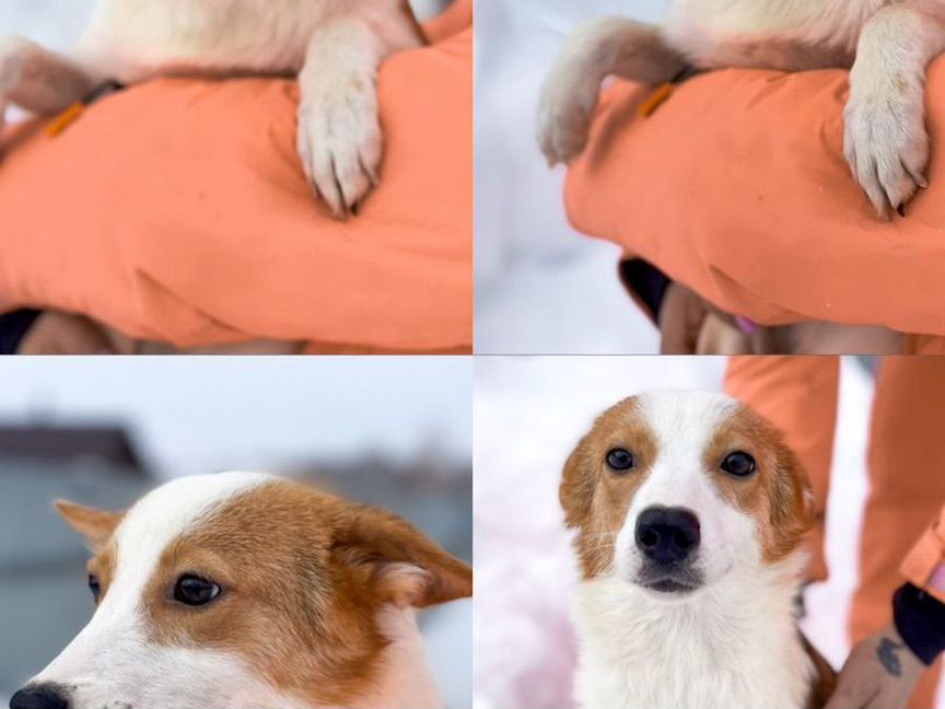 Карликовый пинчер