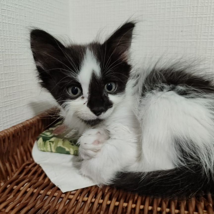 Котенок 2.5 мес ищет маму