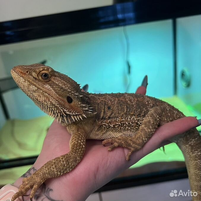 Бородатая агама с террариумом