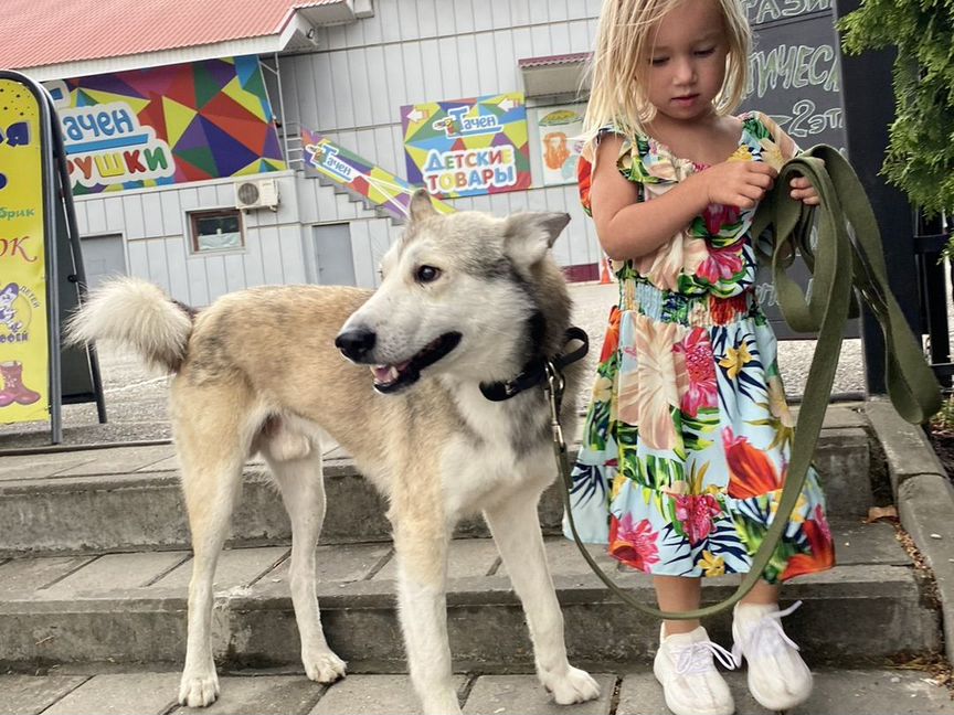 Собака лайка в дар в добрые руки