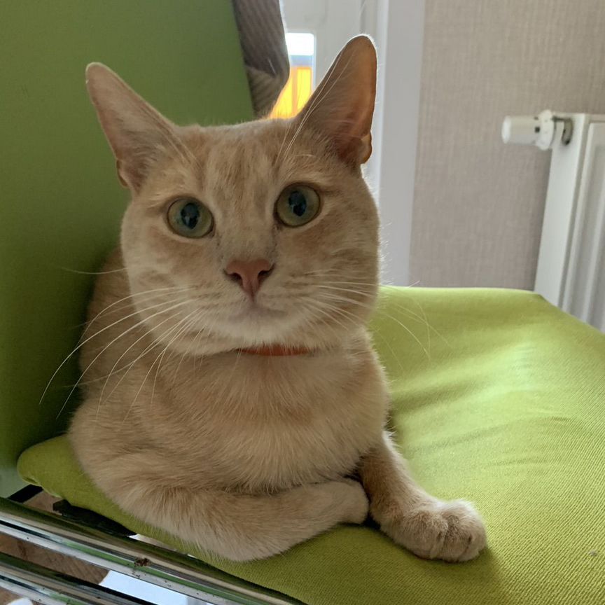 Отдам кота в добрые руки