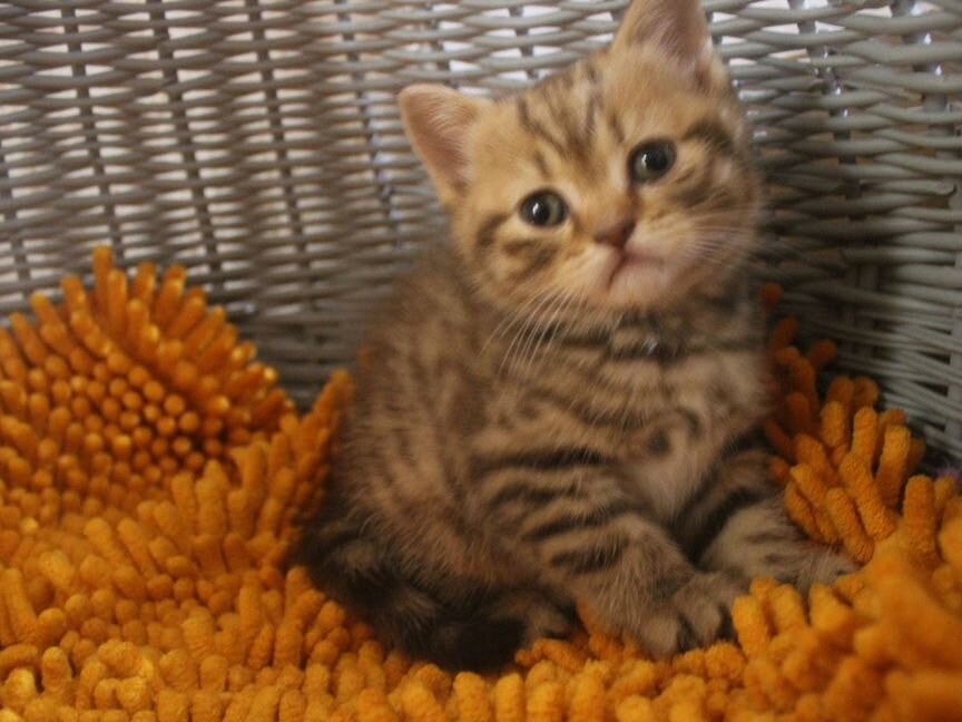 Шотландские чистокровные котята