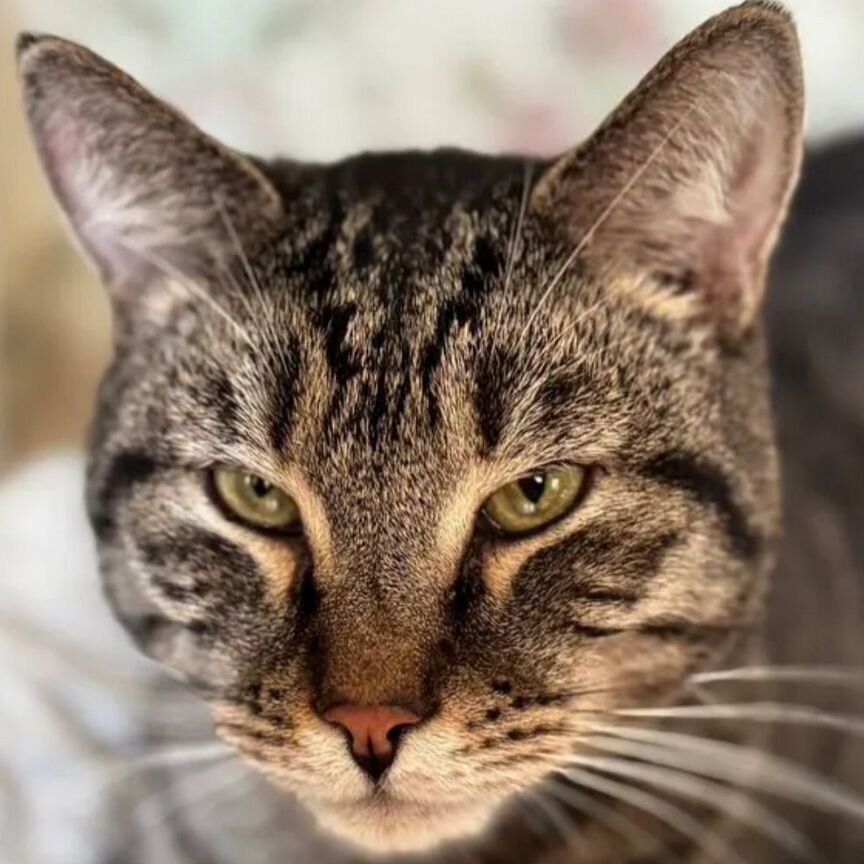 Взрослый кот в добрые руки