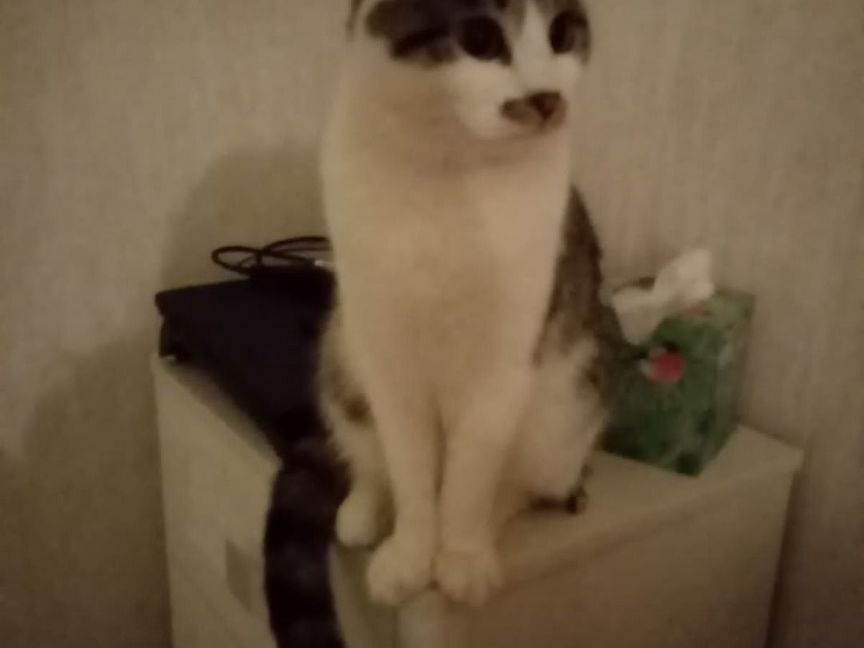 Отдам в добрые и заботливые руки