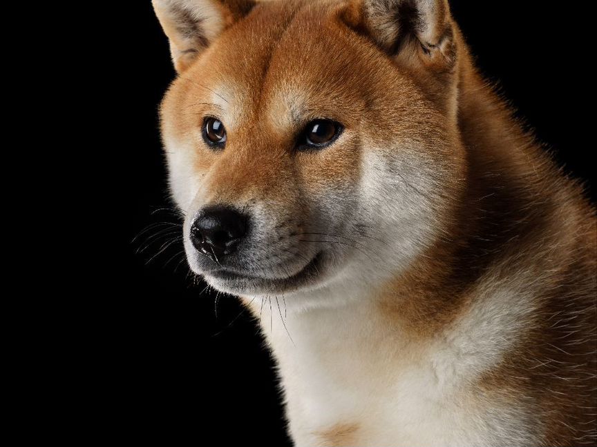 Шенки сиба ину