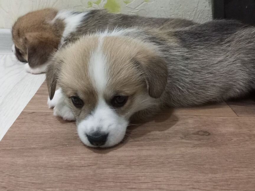 Милота корги