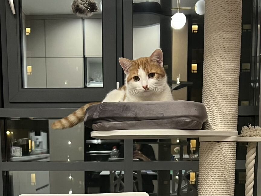 Любимый котик