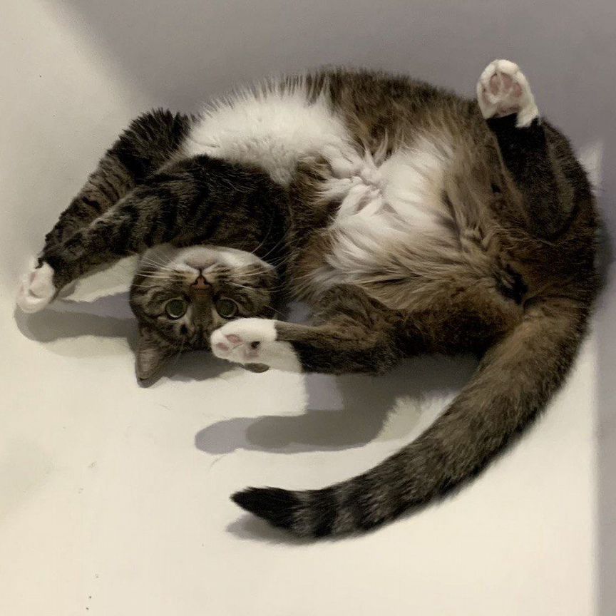 Взрослая, Девочка кошка в добрые руки