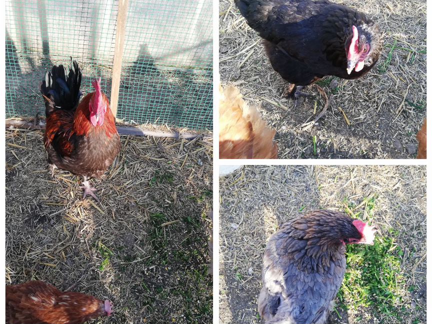 Маран семья