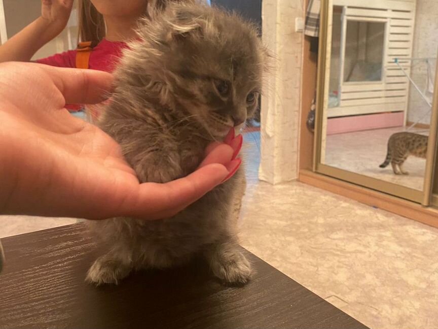 Кошка