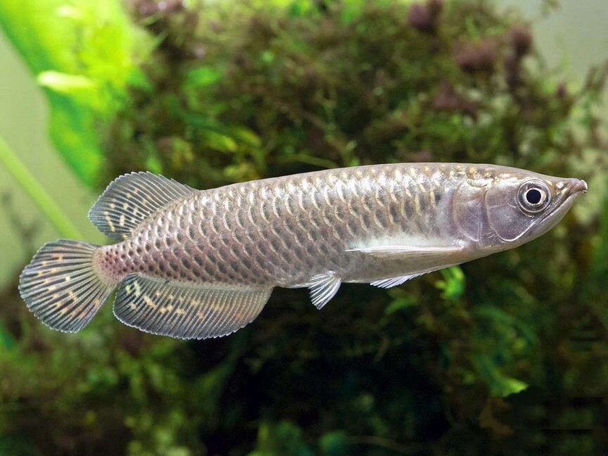 Арована Джардини