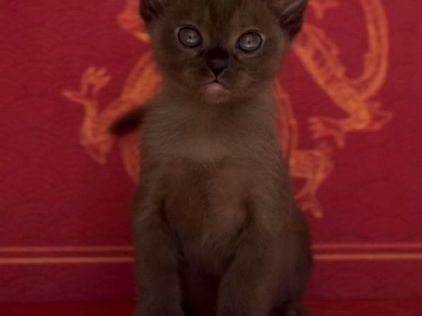 Бурманский соболиный котенок