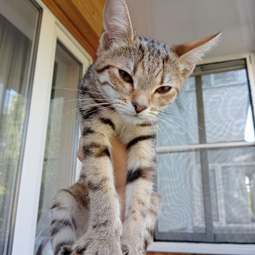 Кошечка