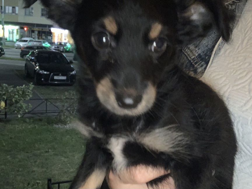 Длиношерсный торй терьер