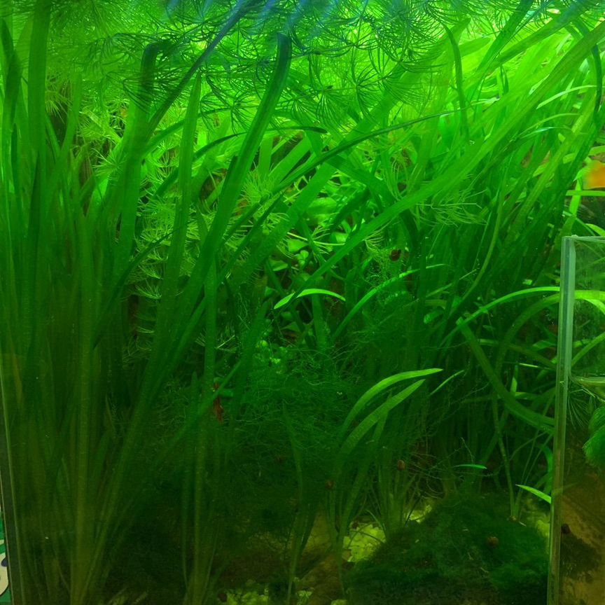 Аквариумные растеняия; рыбка гурами