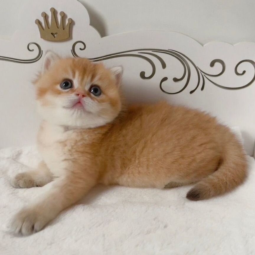 Британский короткошёрстный котёнок