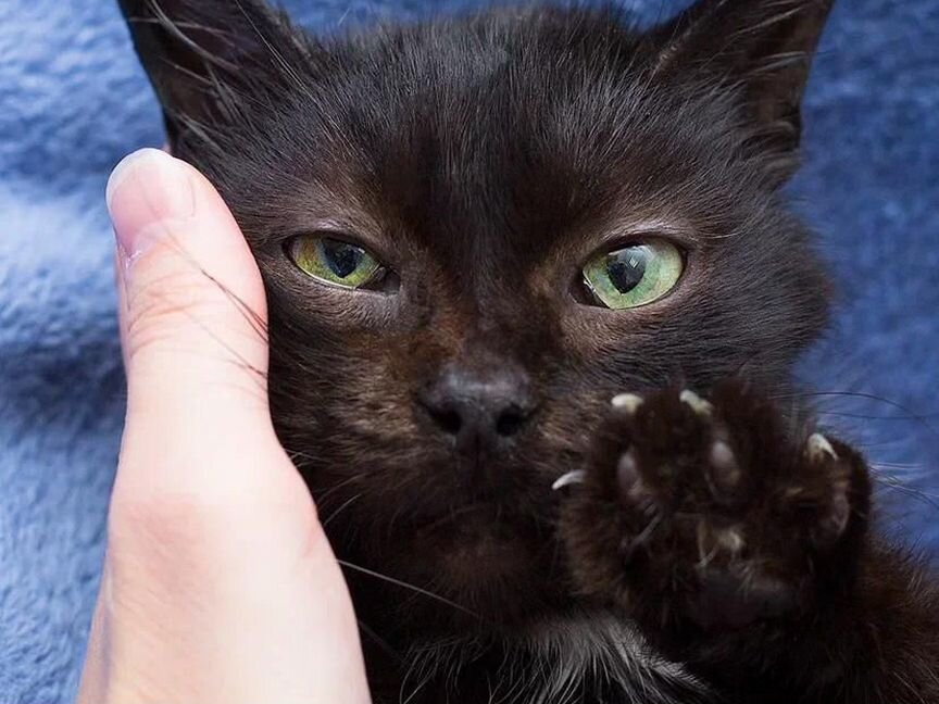 Миниатюрная кошка Кирби ждёт семью в приюте