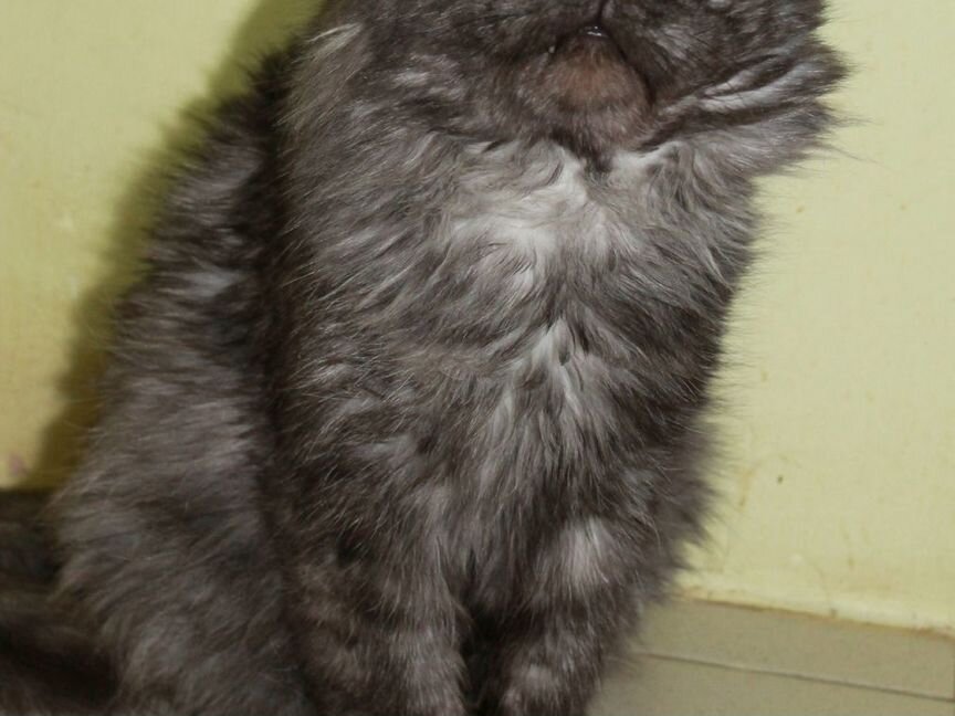 Котик Соломон