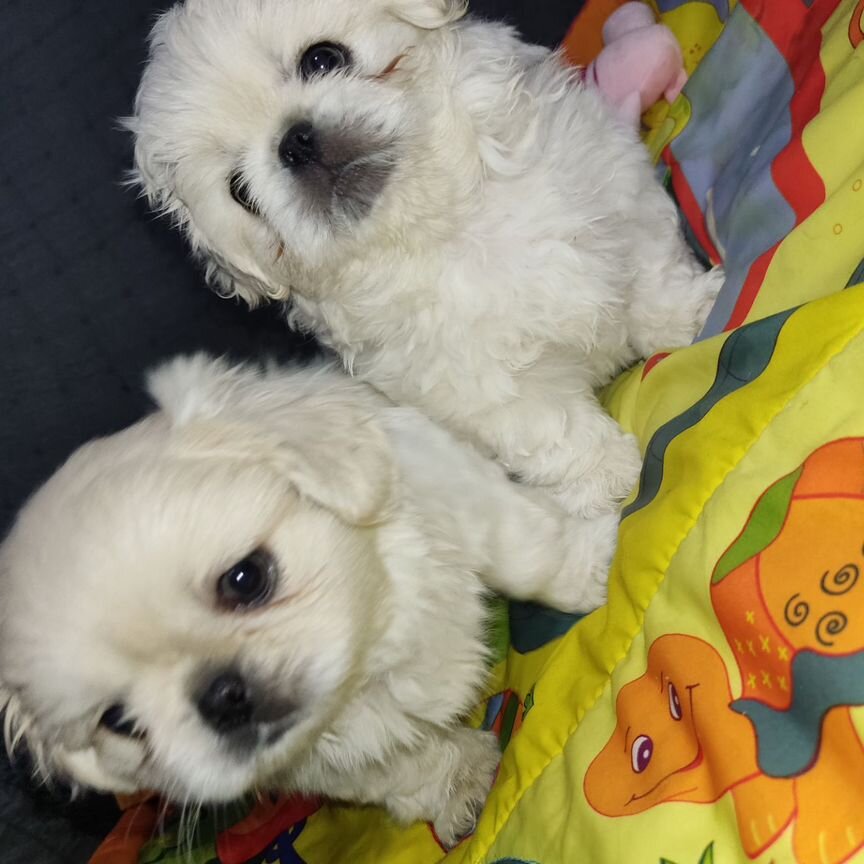 Королевские пекинесы